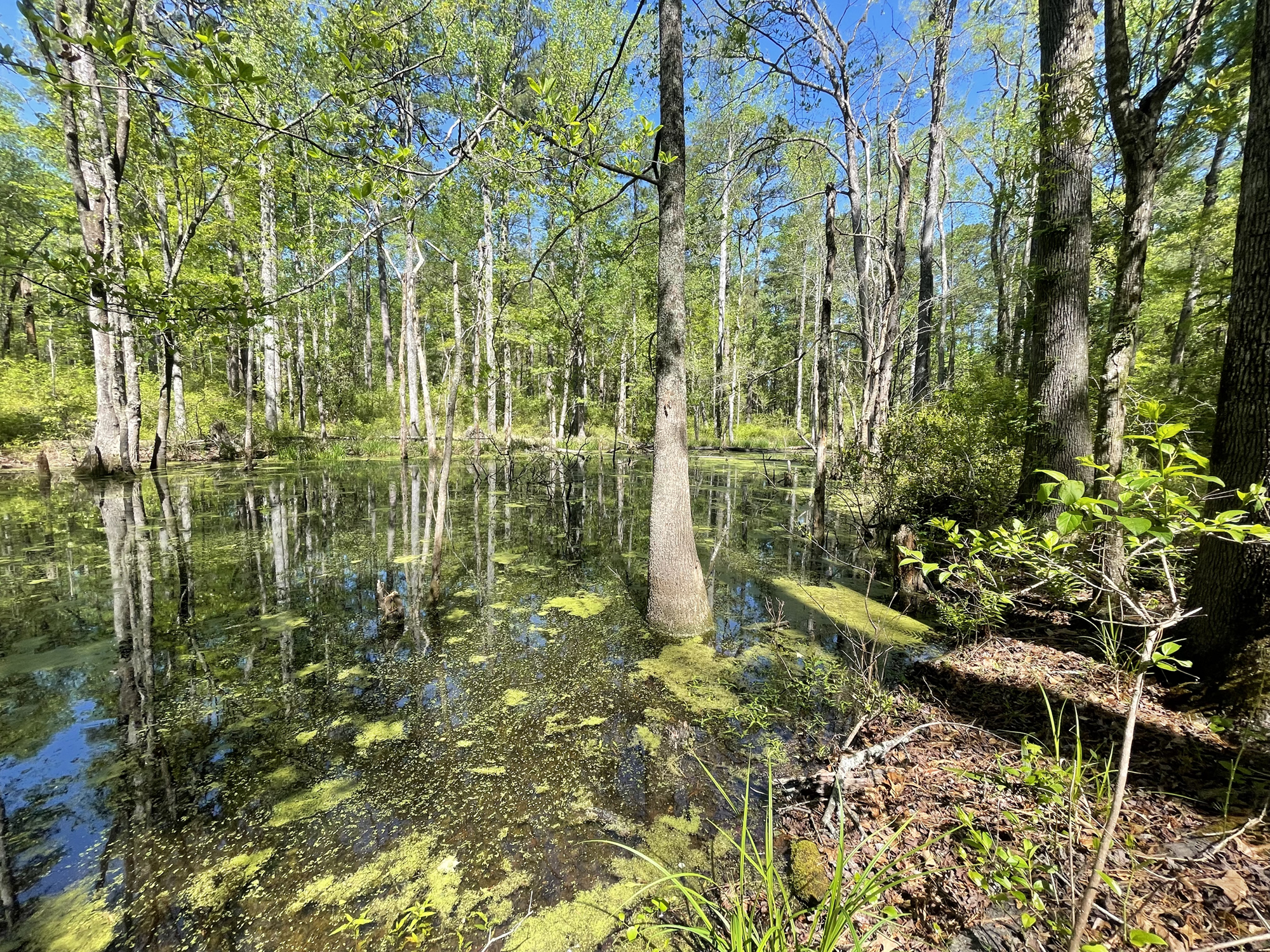 Croatan Wetland Walk - Sound Rivers
