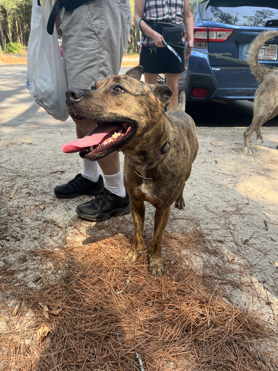 Sound Rivers celebrates dog days on the Neuse - Sound Rivers