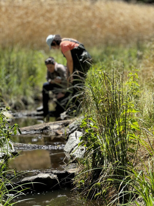 Ellerbe Creek Wetland Walk a wealth of shared knowledge - Sound Rivers